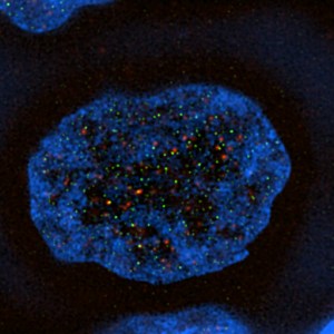 Welcome to the Minsoo Kim Lab – Integrative Molecular Medicine Research